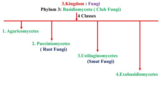 Fungi classification plant pathology.pptx