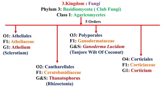 Fungi classification plant pathology.pptx