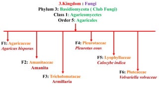 Fungi classification plant pathology.pptx