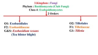 Fungi classification plant pathology.pptx