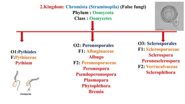 Fungi classification plant pathology.pptx