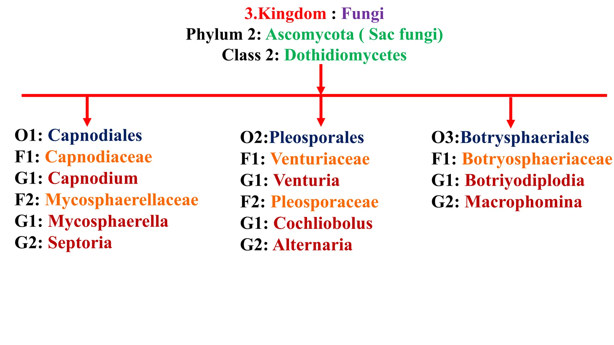 Fungi classification plant pathology.pptx
