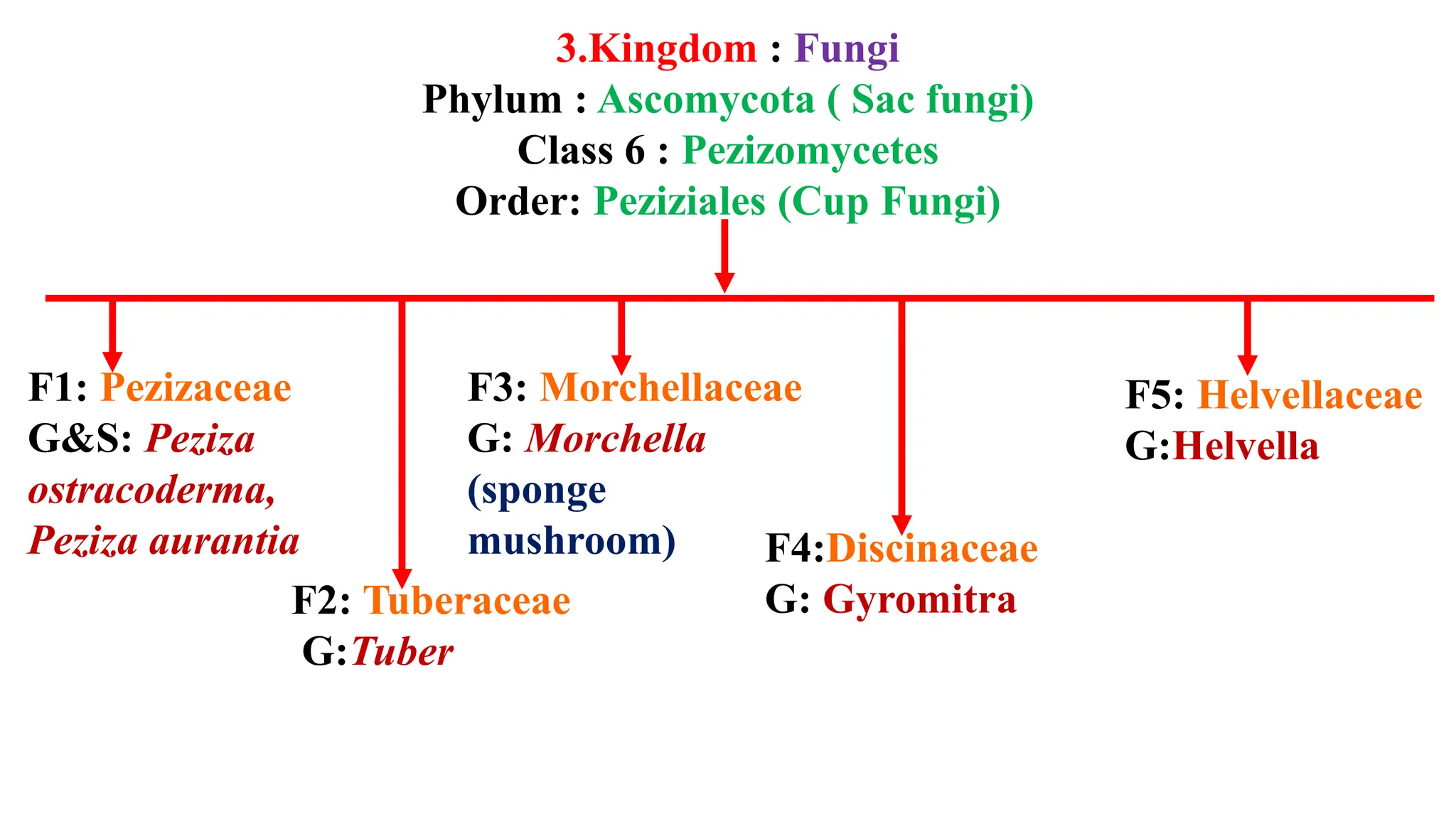 Fungi classification plant pathology.pptx