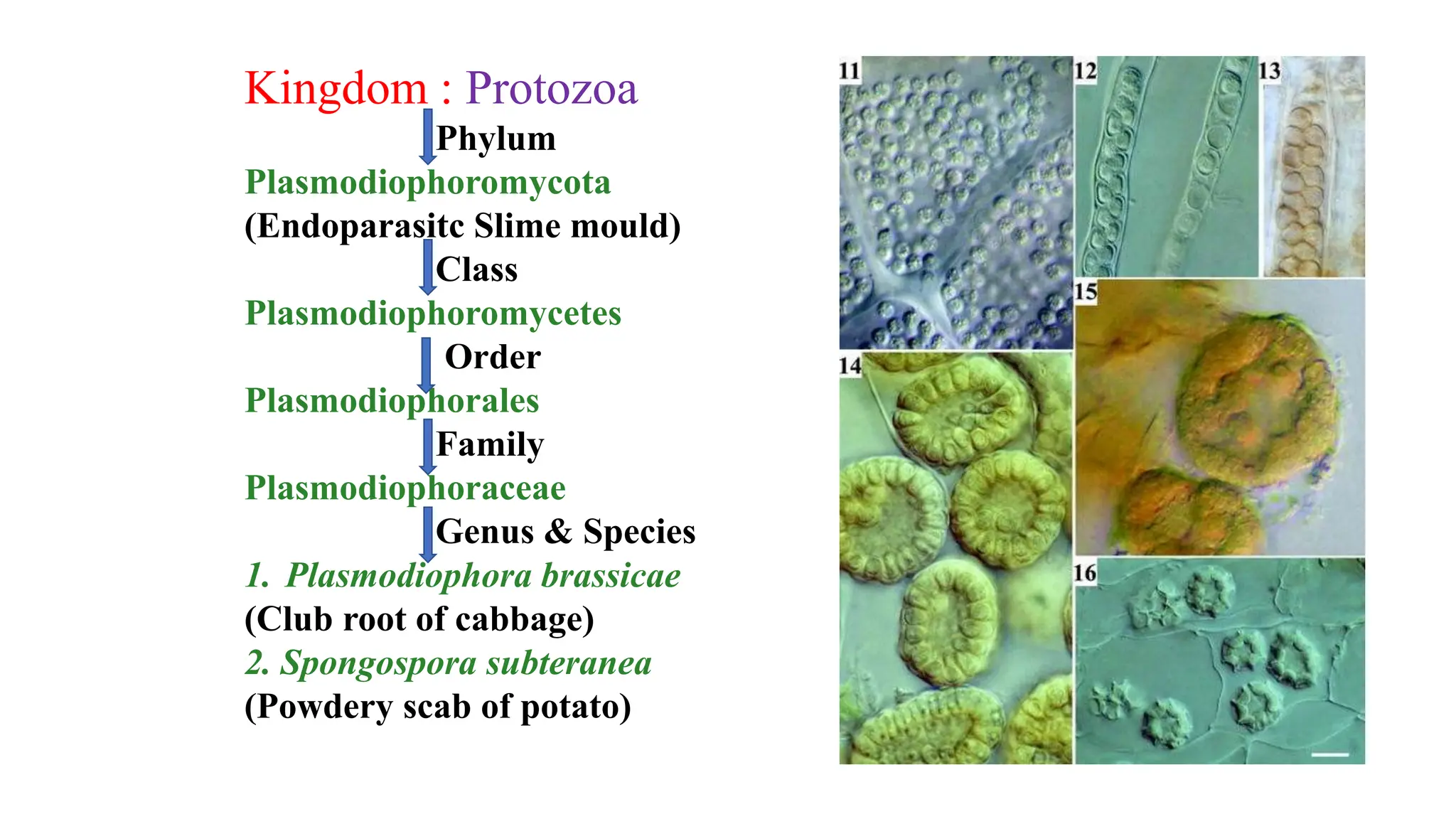Fungi classification plant pathology.pptx