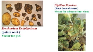 Fungi classification plant pathology.pptx