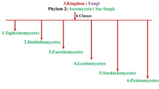 Fungi classification plant pathology.pptx