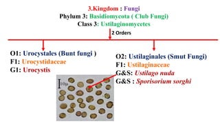 Fungi classification plant pathology.pptx