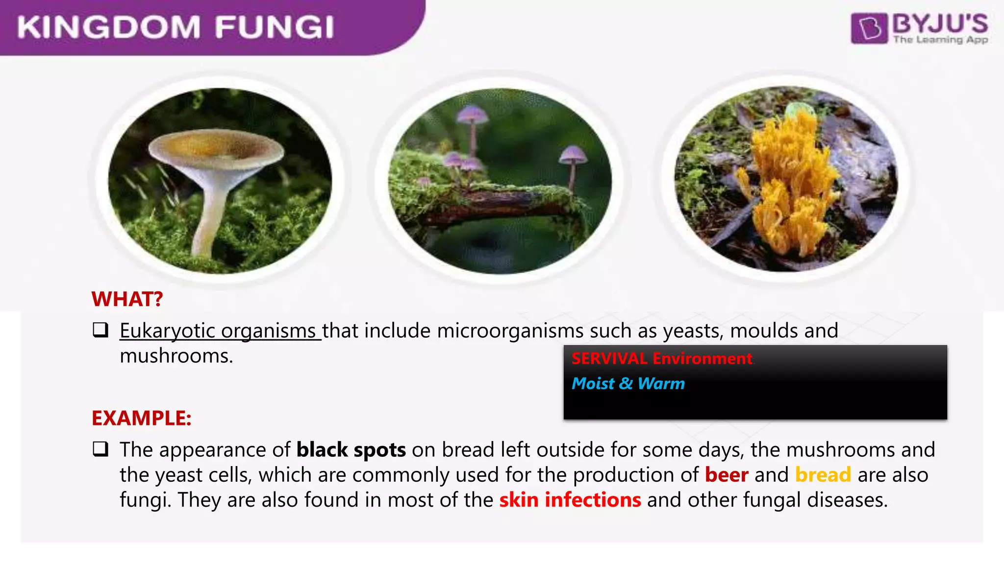 Introduction, importance and general characters of fungi, bacteria ...