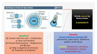 Introduction, importance and general characters of fungi, bacteria ...
