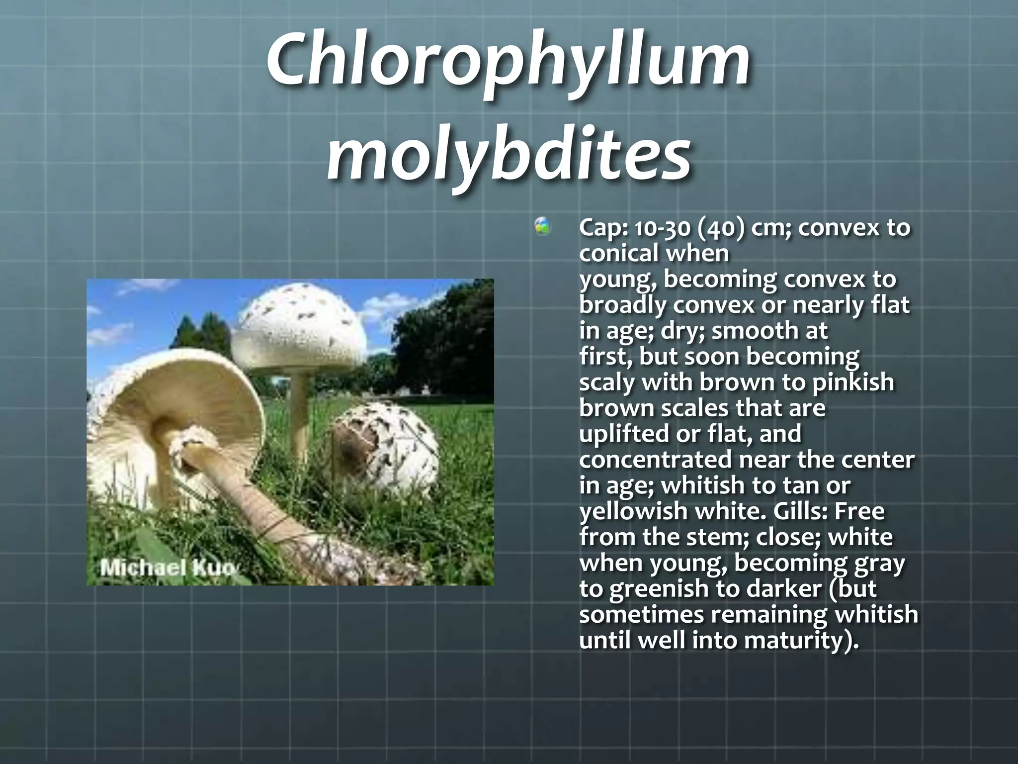 Fungi example organisms | PPTX