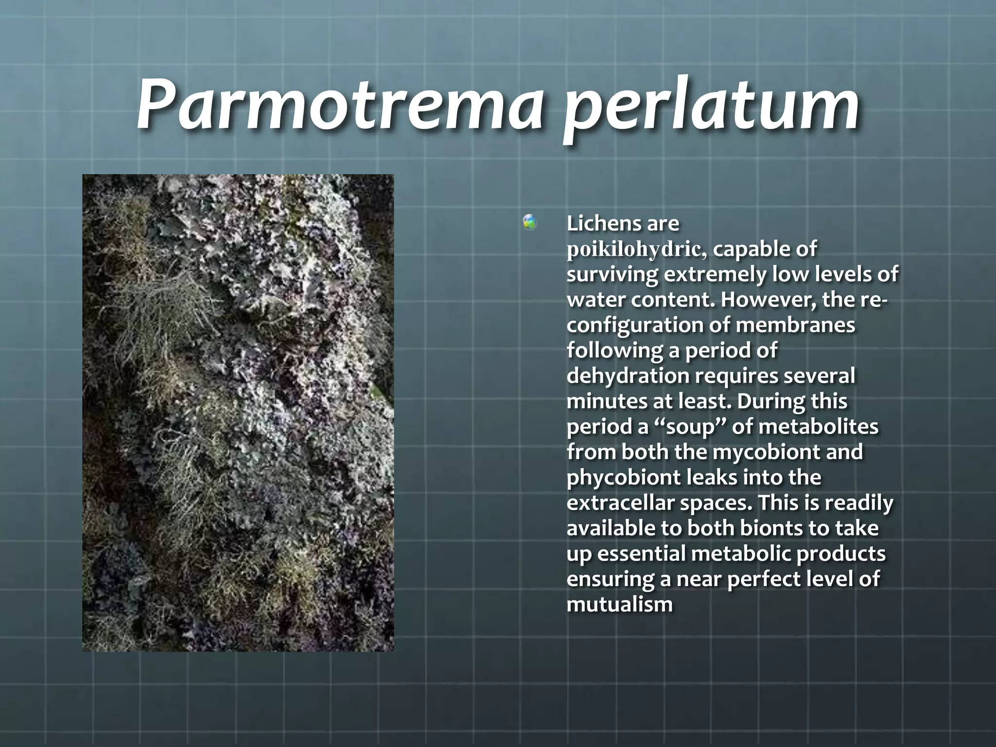 Fungi example organisms | PPTX