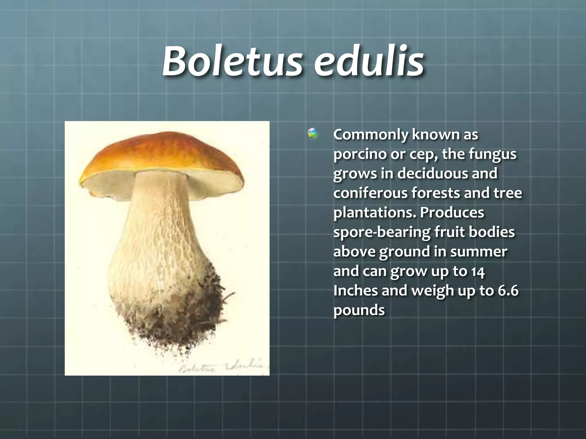 Fungi example organisms | PPT