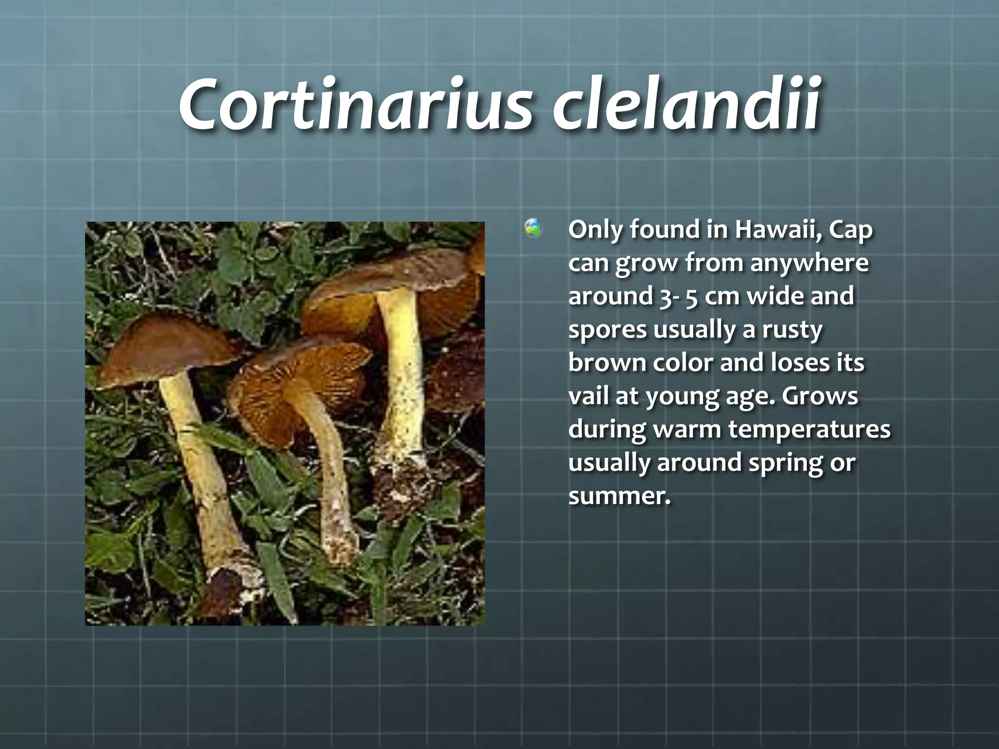 Fungi example organisms | PPT