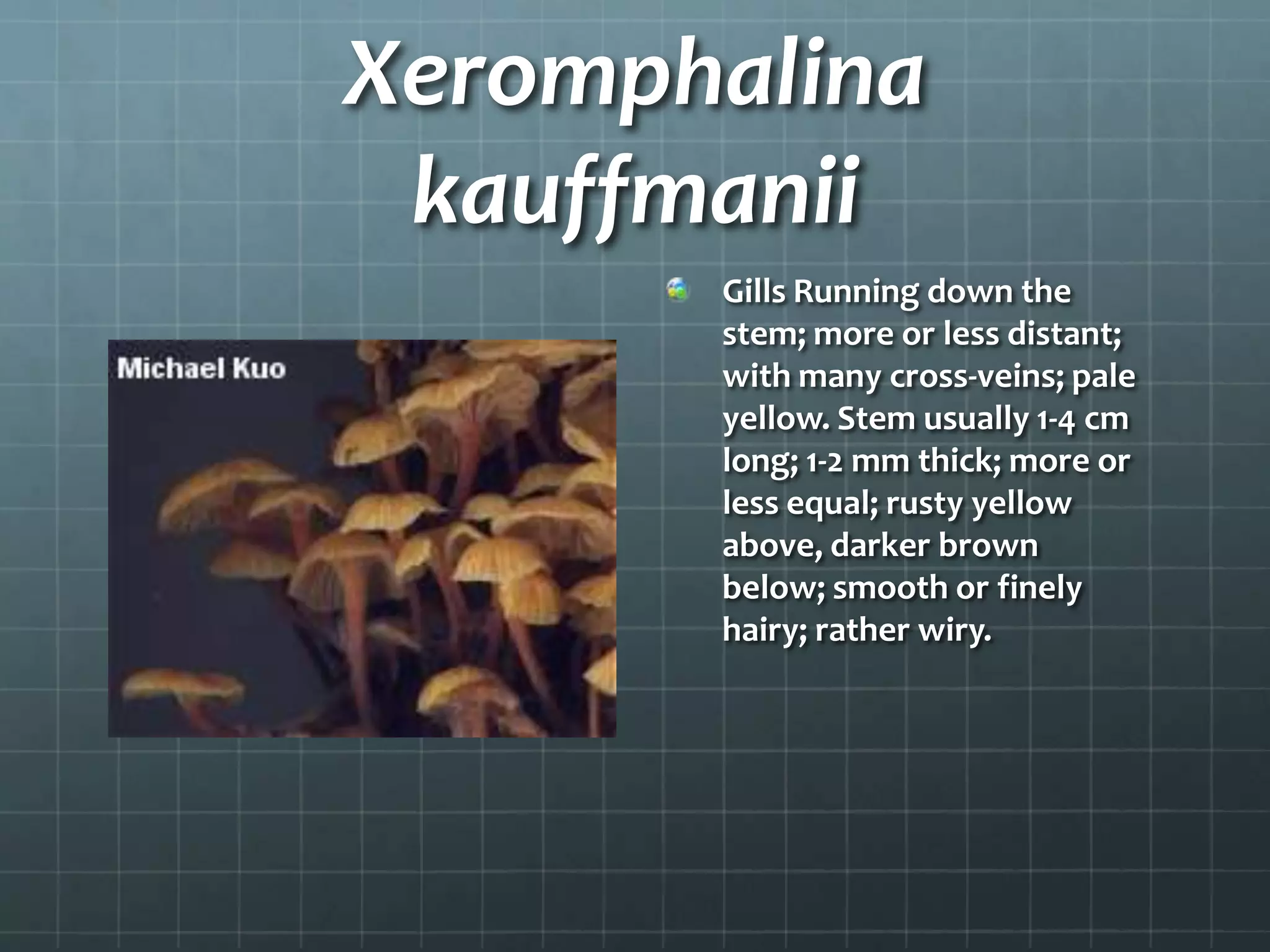 Fungi example organisms | PPTX