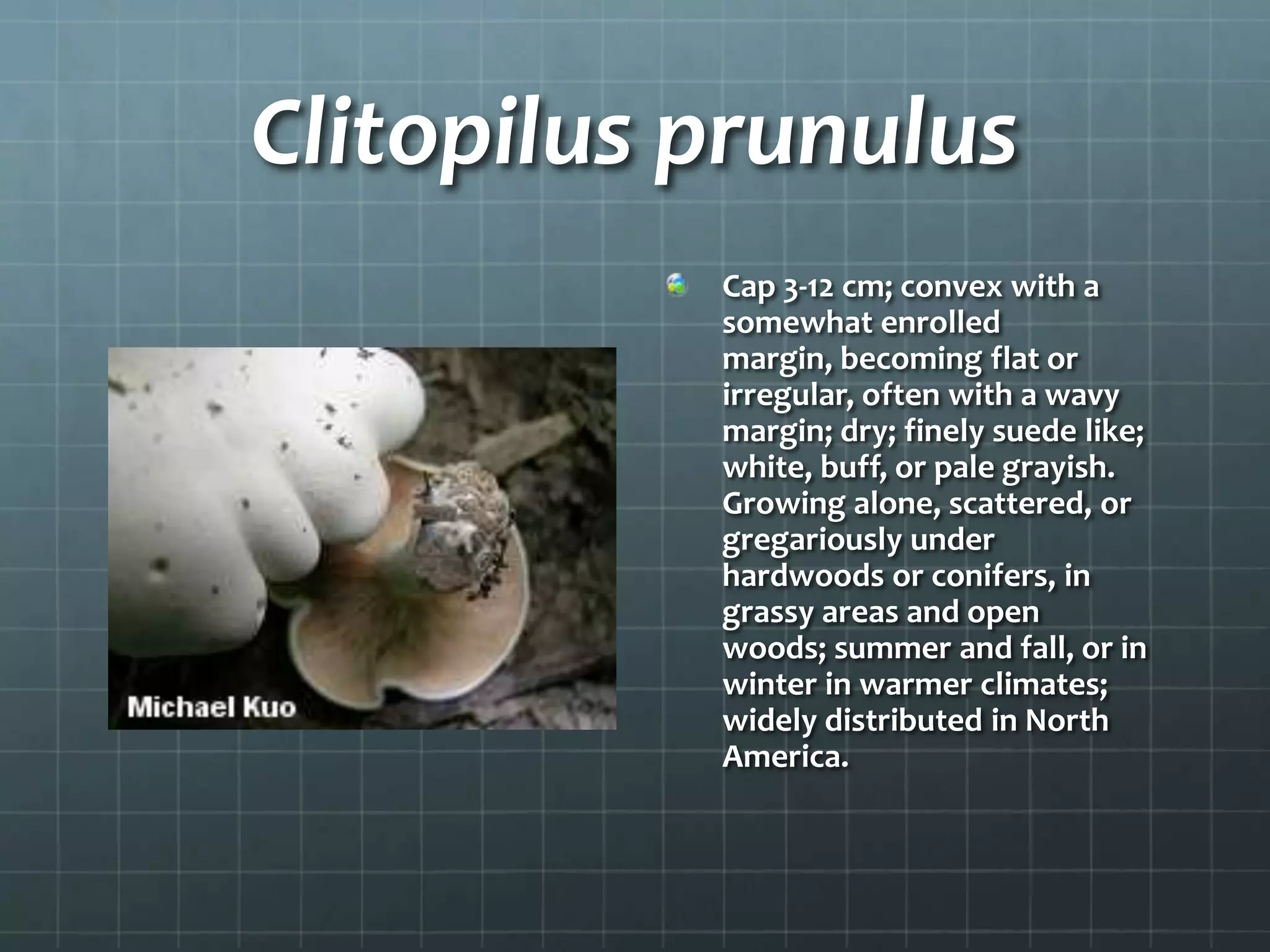 Fungi example organisms | PPT