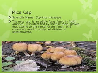 Fungi Examples With Scientific Names