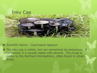 Fungi Examples With Scientific Names