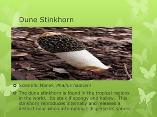 Examples Of Fungi With Scientific Names