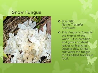 Examples Of Fungi With Scientific Names