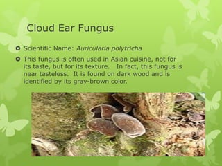 Examples Of Fungi With Scientific Names