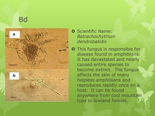 Fungi Examples With Scientific Names