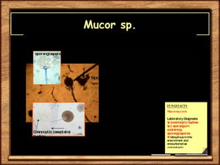 Fungi Experiment | PPT