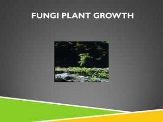 Fungi final | PPT