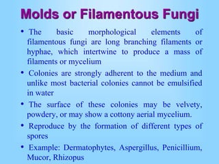 FUNGI FULL NEW.pdf