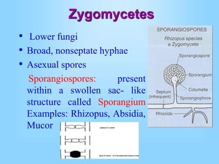 FUNGI FULL NEW.pdf