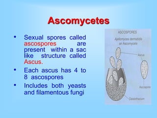 FUNGI FULL NEW.pdf