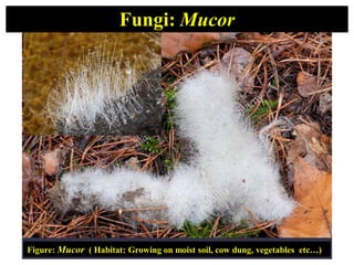 Fungi_GJ.pdf