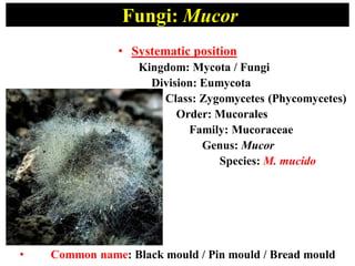 Fungi_GJ.pdf