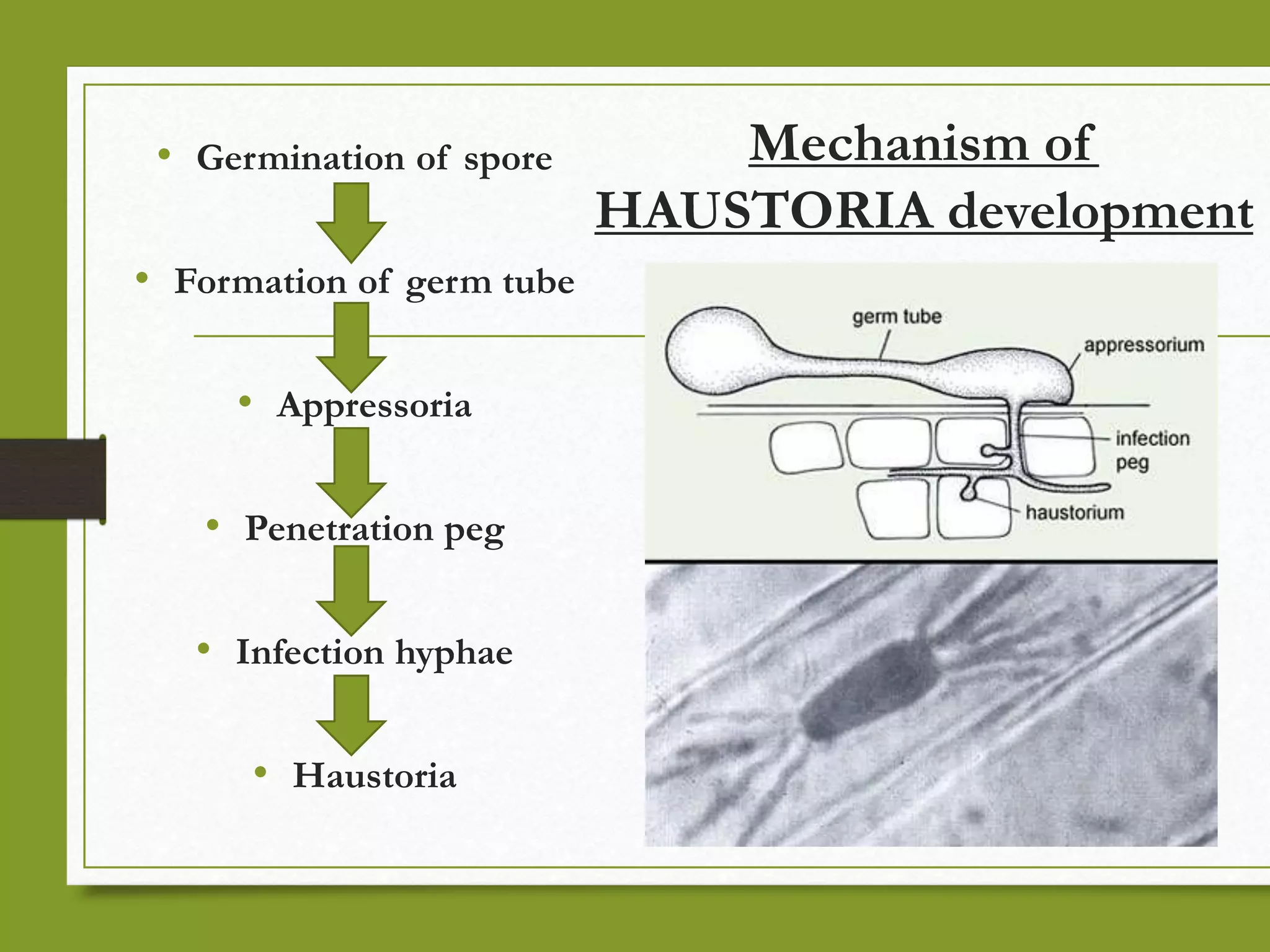 KINGDOM FUNGIII - ITS HYPHAL MODIFICATIONS | PPTX