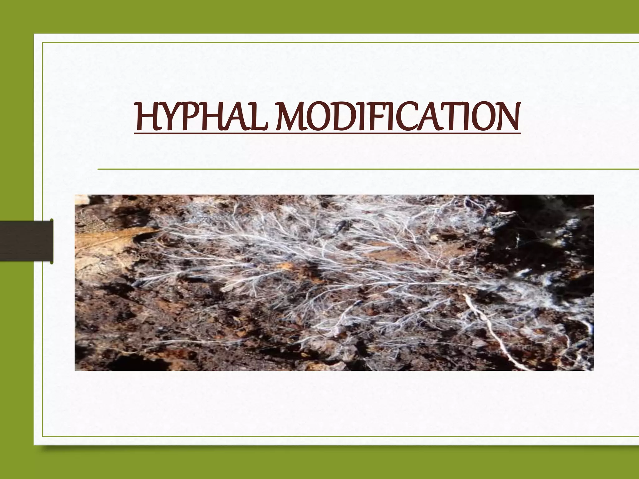 KINGDOM FUNGIII - ITS HYPHAL MODIFICATIONS | PPTX