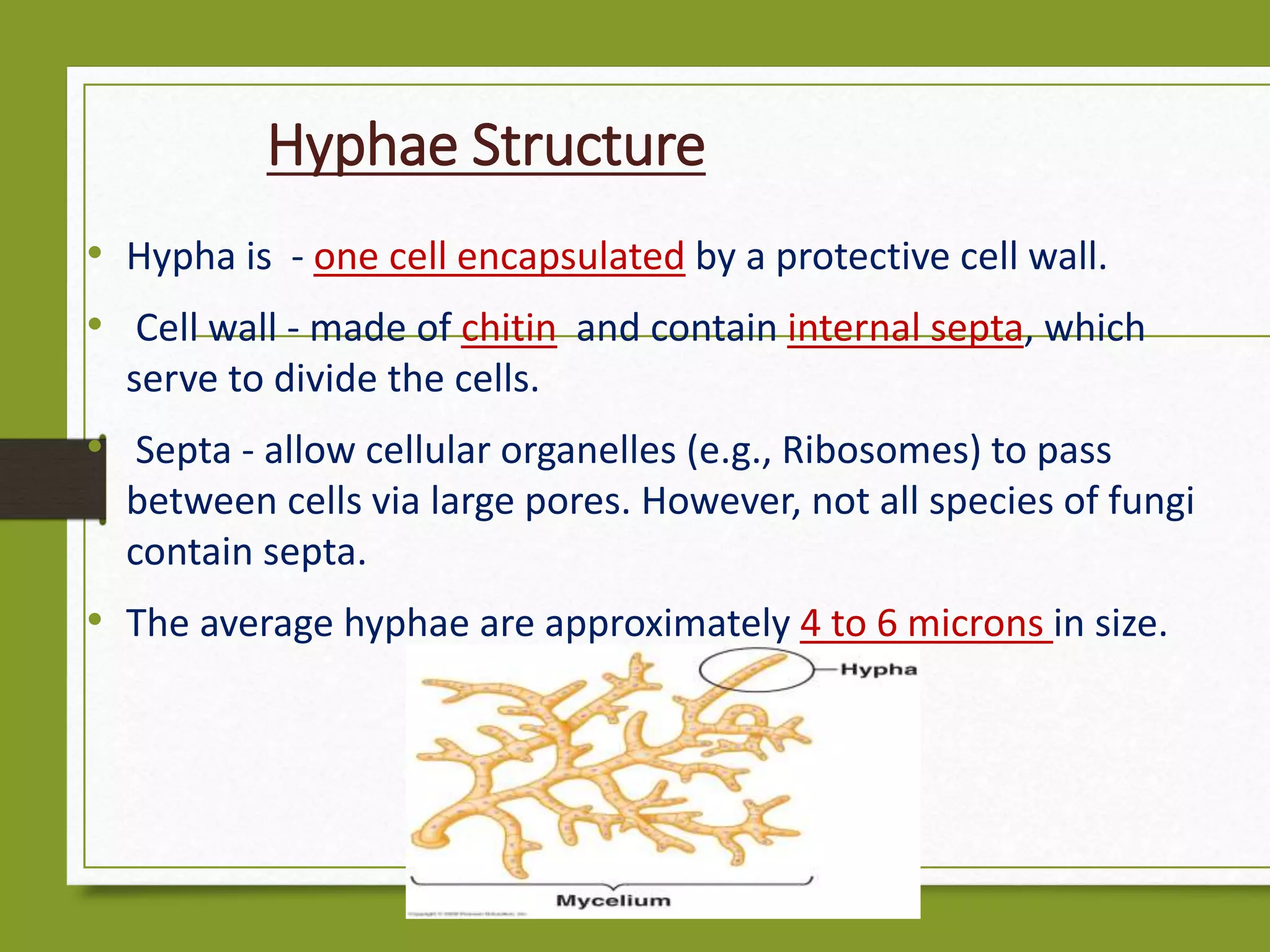 KINGDOM FUNGIII - ITS HYPHAL MODIFICATIONS | PPTX