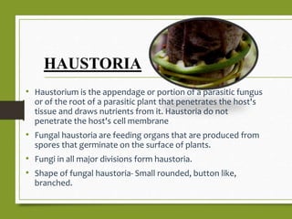 KINGDOM FUNGIII - ITS HYPHAL MODIFICATIONS | PPTX