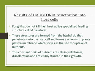 KINGDOM FUNGIII - ITS HYPHAL MODIFICATIONS | PPTX
