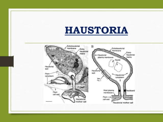 KINGDOM FUNGIII - ITS HYPHAL MODIFICATIONS | PPTX