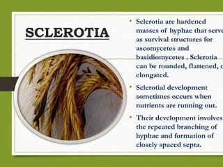 KINGDOM FUNGIII - ITS HYPHAL MODIFICATIONS | PPTX
