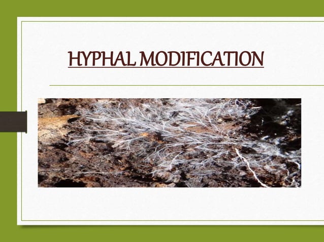 KINGDOM FUNGIII - ITS HYPHAL MODIFICATIONS | PPTX | Gardening | Home ...