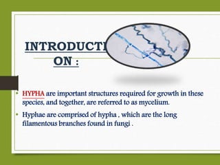 KINGDOM FUNGIII - ITS HYPHAL MODIFICATIONS | PPTX