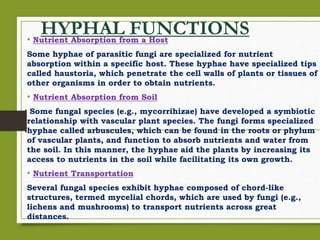 KINGDOM FUNGIII - ITS HYPHAL MODIFICATIONS | PPTX