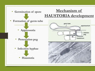 Fungal Hyphae Diagram