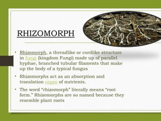 KINGDOM FUNGIII - ITS HYPHAL MODIFICATIONS | PPT