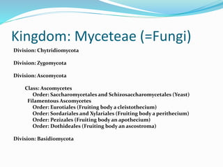 Fungi imperfecti | PPTX