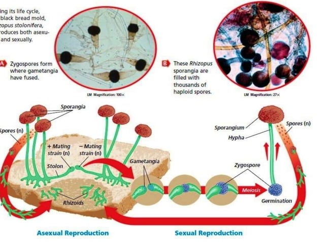 Fungi imperfecti | PPTX | Gardening | Home & Garden