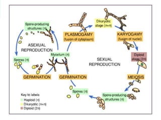 Imperfect Fungi Diagram