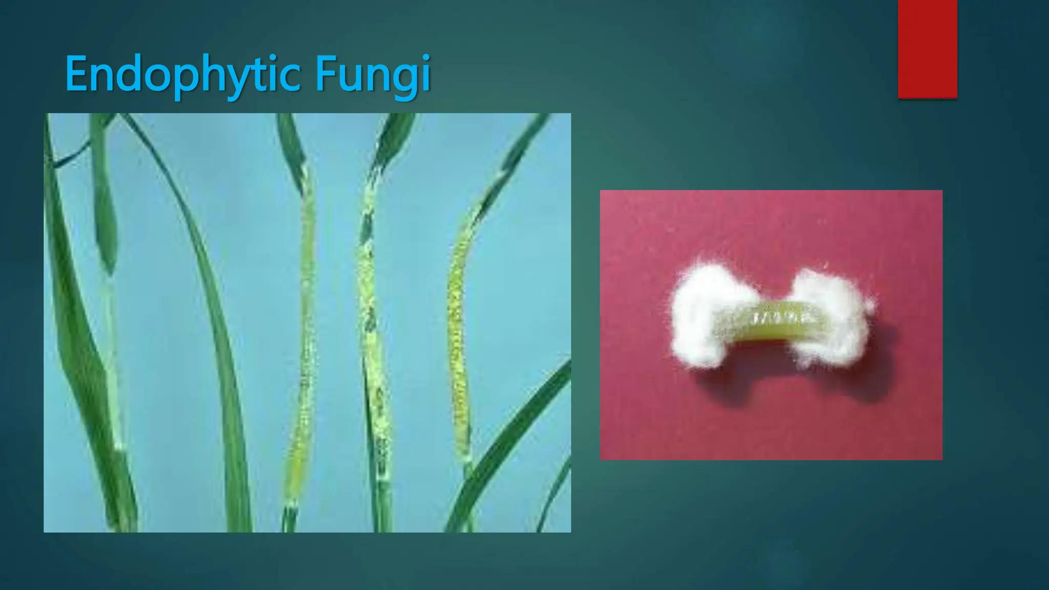 FUNGI IN AGRICULTURE mMIKOLOGI TERAPAN.pptx