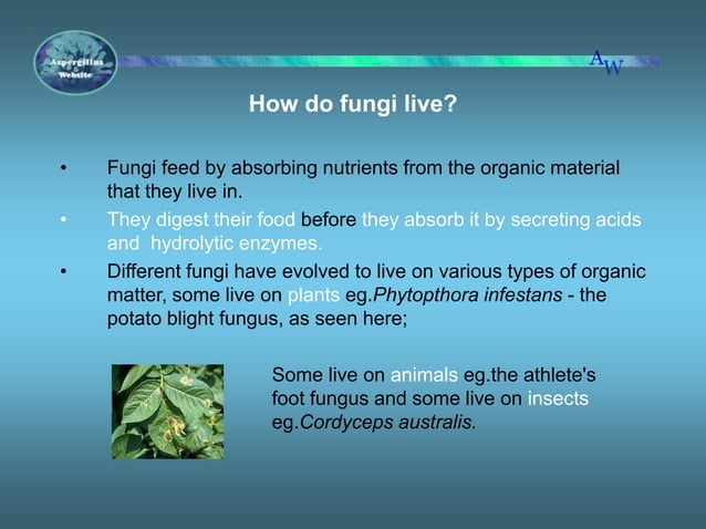 Fungi Introduction.ppt