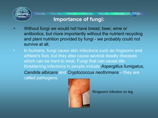 Fungi Introduction.ppt